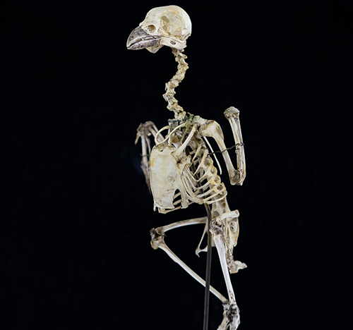 Les collections ostéologiques – Musée des sciences